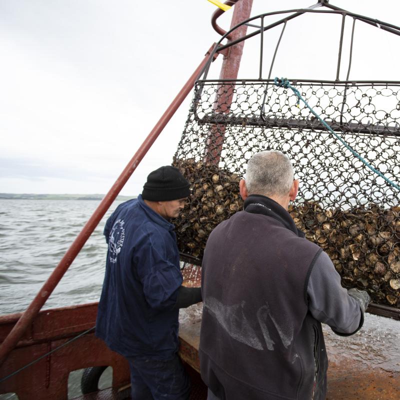 Oyster History | Stranraer Oyster Festival
