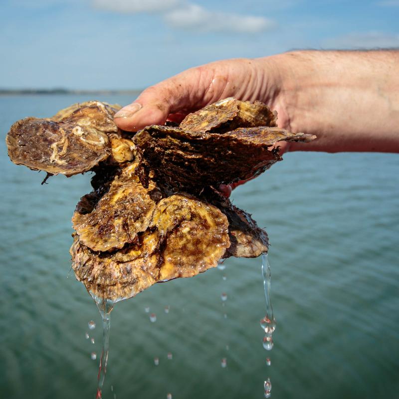 The Native Oyster Season Begins | Stranraer Oyster Festival